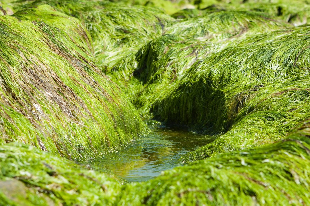 Algues vertes : quelle salade ! - Algues alimentaires